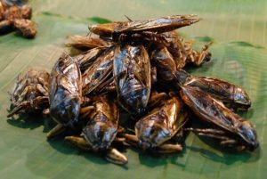 What do insects taste like? AMAZING Quick Start Guide To TASTING EDIBLE ...