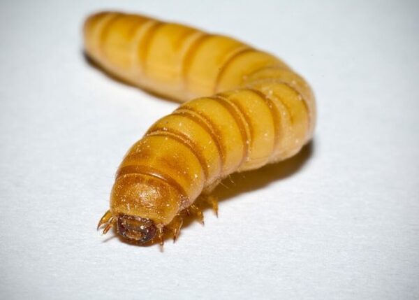 EDIBLE MEALWORMS: EVERYTHING You Need to Know! | Buy Edible Insects ...