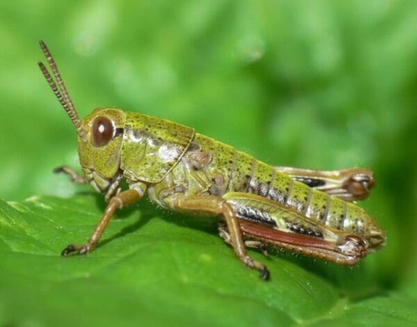 IS CHITIN TOXIC TO HUMANS? – Debugging the myth. | Buy Edible Insects ...